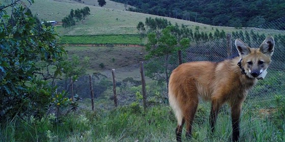O legado de uma loba - ANDA