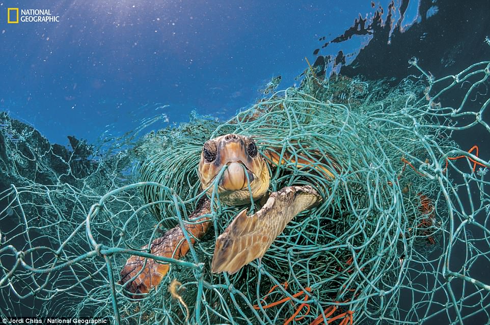 Iniciativa da Nat Geo mostra impactos do plástico em animais ao redor ...