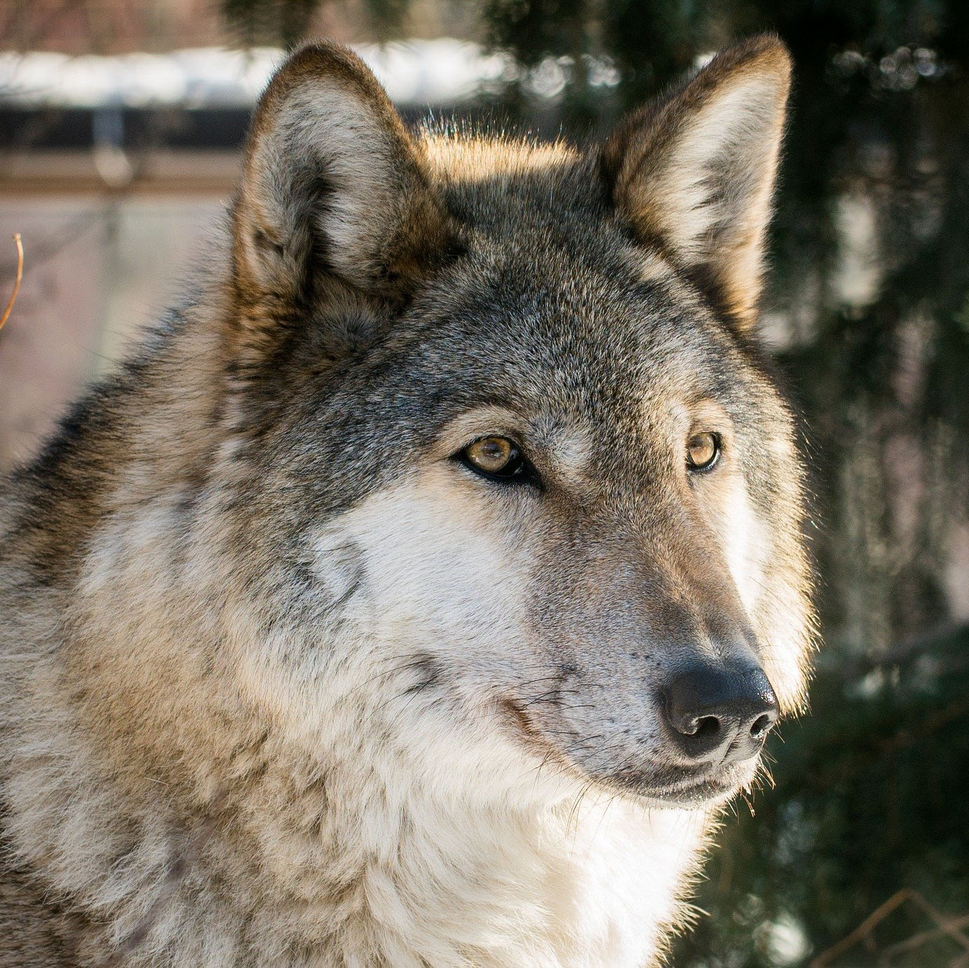 Lobos aprisionados em zoo são mortos a tiros após fugirem em busca de ...