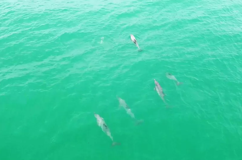 Vídeo mostra golfinhos oceânicos nadando no mar em Boa Viagem; 'raro de ...