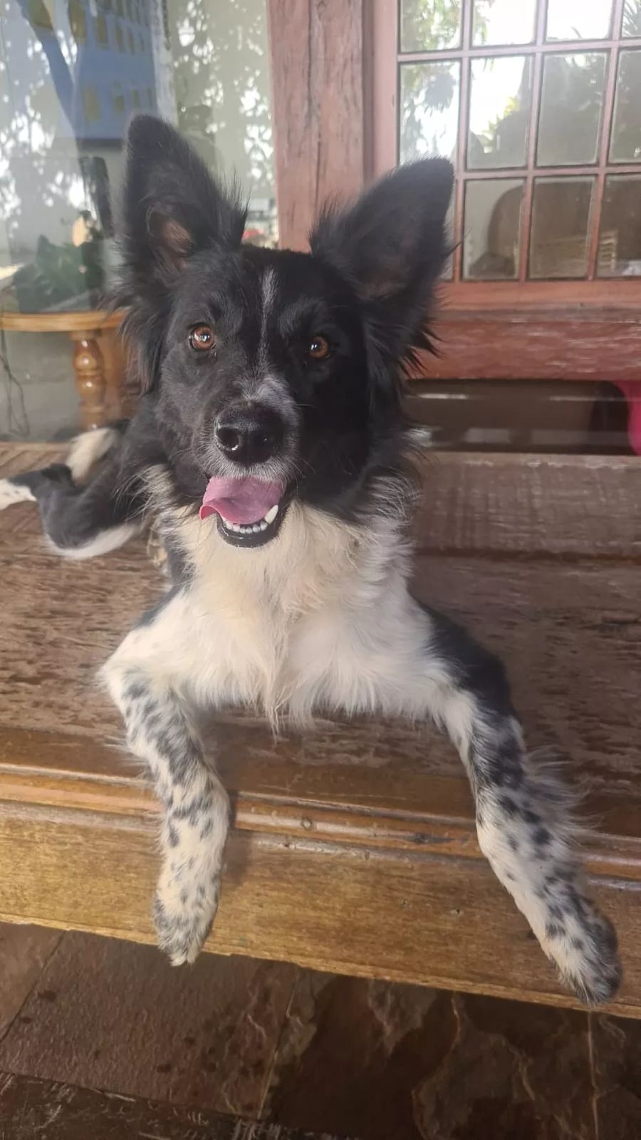 Animais também sofrem com o tempo seco; veja dicas para ajudá-los a ... Animais também sofrem com o tempo seco; veja dicas para ajudá-los a ...