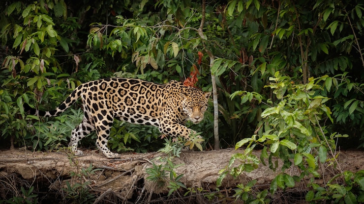 Paraná será o primeiro estado no Brasil a ter um programa de ...