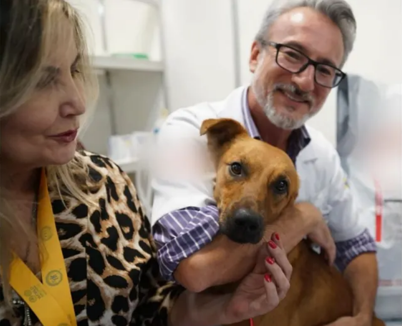 Cão caramelo entra e participa de evento de cães de raça, desfila sob ...