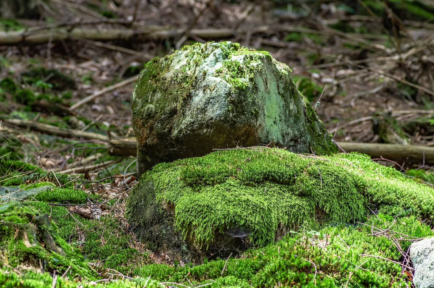 Takakia: A planta mais atinga da Terra sobreviveu aos dinossauros mas ...