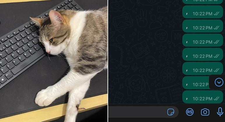 Gato tutelado por mestrando deita em teclado, envia 500 mensagens no ...