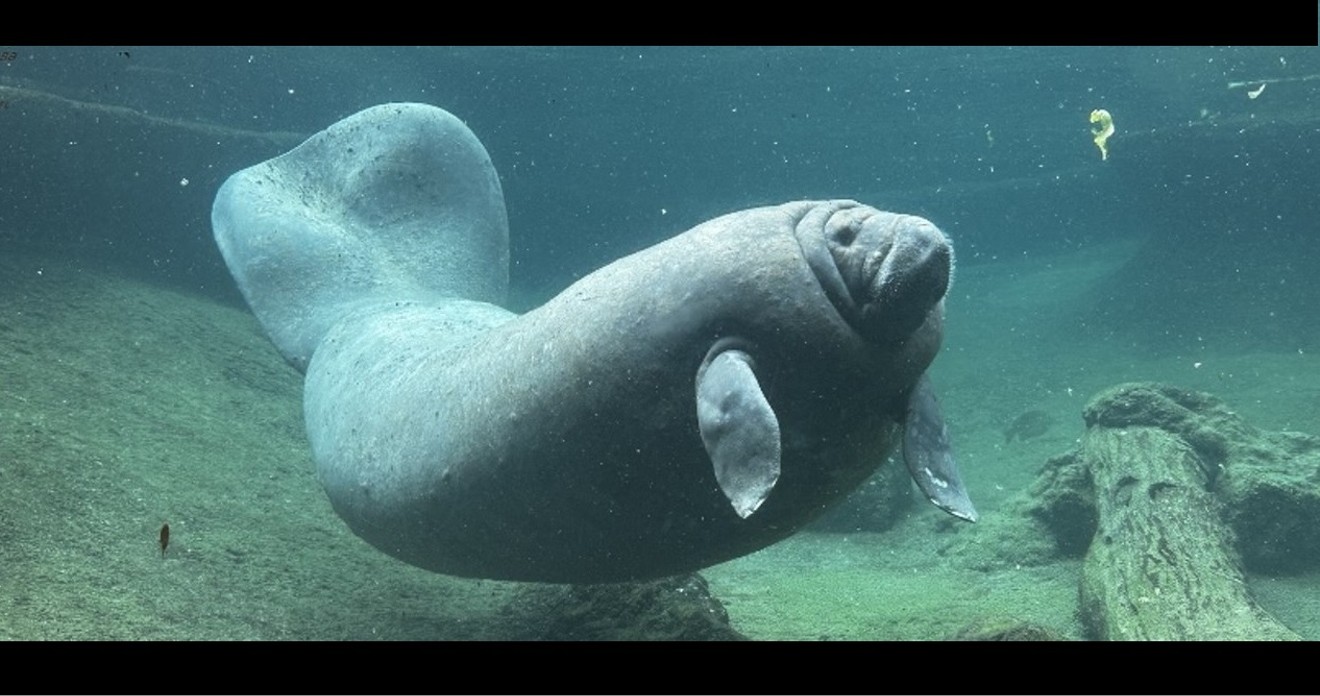 Peixe-boi morre após ser resgatada de tanque deteriorado no Miami ...