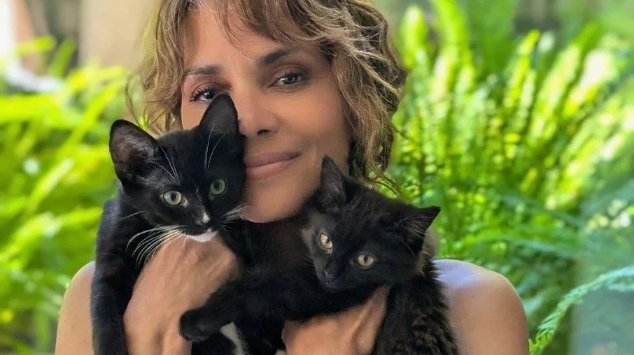 Halle Berry adota gatos e diz que se tornou ‘amante de gatos’, 20 anos ...