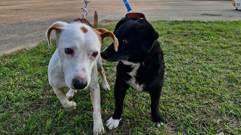 Mais 35 cães resgatados após enchentes no RS são enviados para evento ...