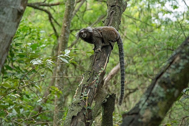 Macacos saguis se identificam por nomes, mostra estudo - ANDA