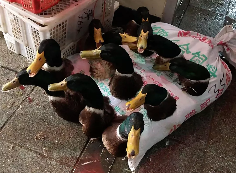 Exploração animal, mortes e insalubridade: mercado de frutos-do-mar ...