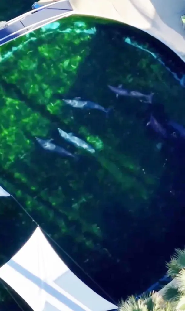 Mais de 10 golfinhos e duas orcas definham em parque abandonado na ...