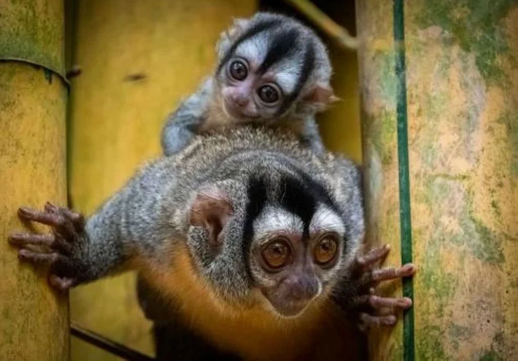 Conheça o macaco-coruja, primata noturno encontrado na Amazônia - ANDA