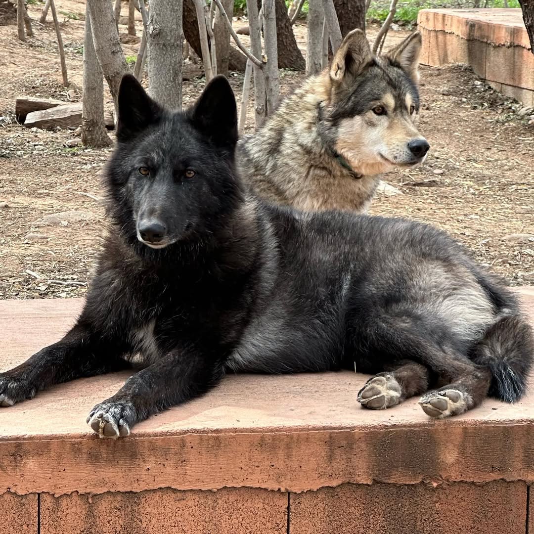 Lobo resgatado dá 'aulas de uivo' em santuário e encanta voluntários - ANDA