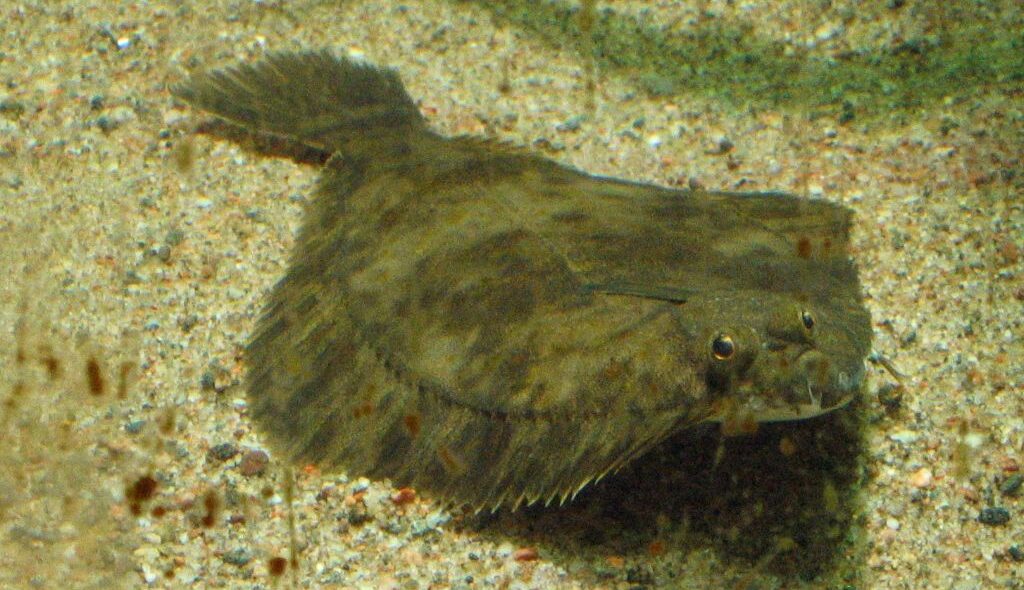 Aquecimento global: mudança no comportamento de caça dos peixes pode ...
