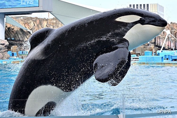 Orca macho “Earth” morre em aquário japonês sem nunca conhecer o mar - ANDA