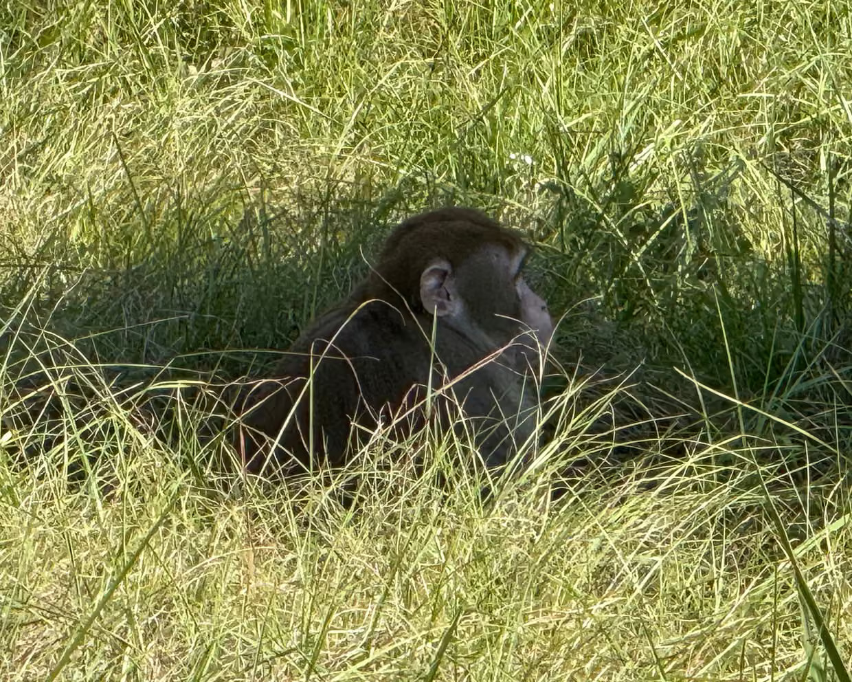 Mulher mata a tiros macaco que escapou de caminhão tombado - ANDA