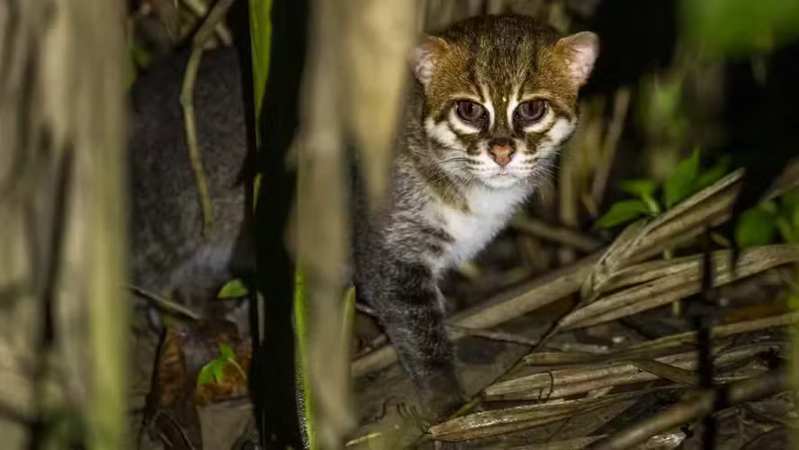 Gato selvagem 'possivelmente extinto' reaparece na Tailândia depois de ...