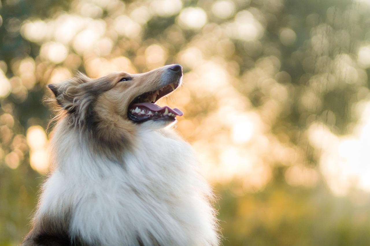Calor extremo: 10 dicas para refrescar os animais domésticos em dias de ...