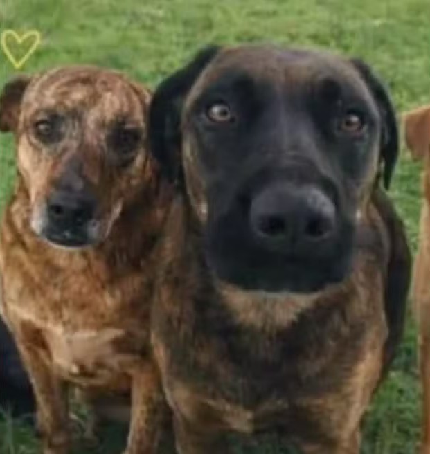 Delegado afirma que retirada de cães comunitários de Centro de ...